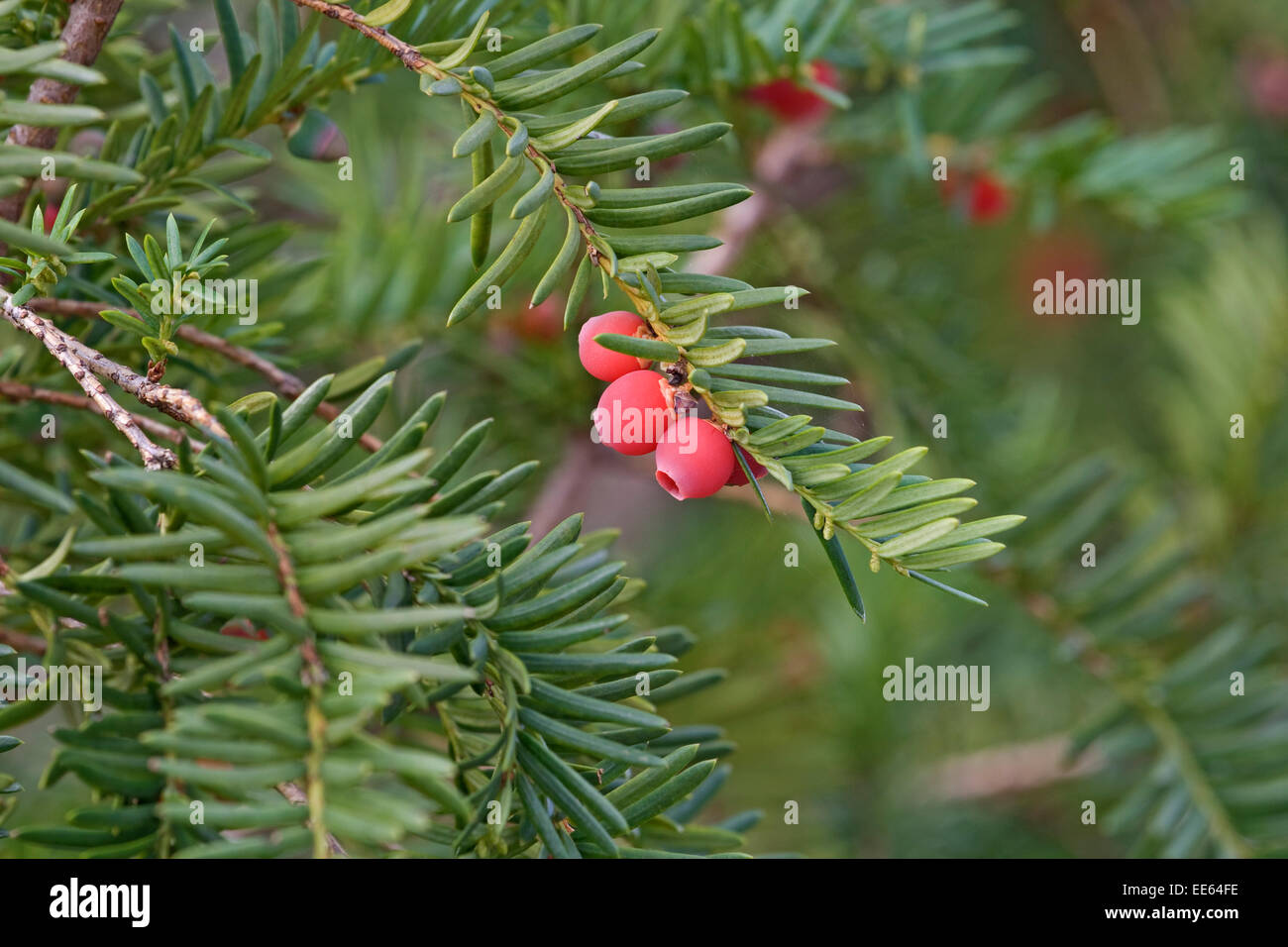 English yew (Taxus baccata Stock Photo - Alamy