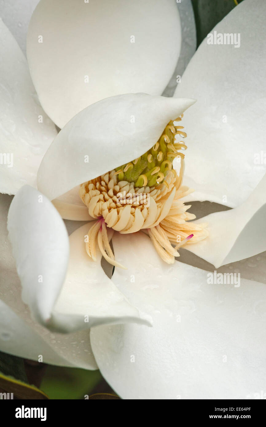 Southern Magnolia (Magnolia grandiflora Stock Photo - Alamy