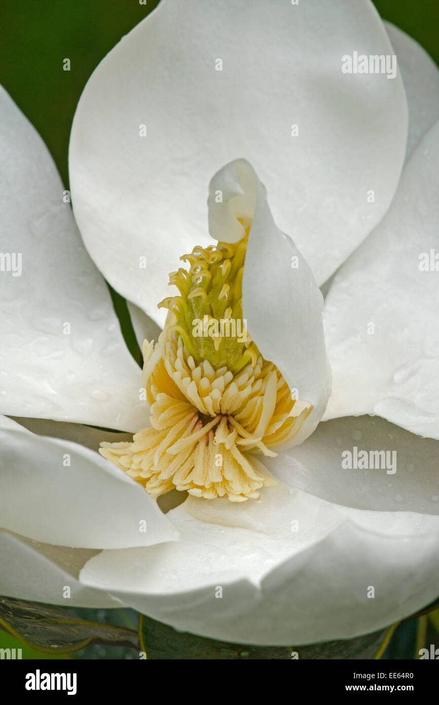 Southern Magnolia (Magnolia grandiflora Stock Photo - Alamy