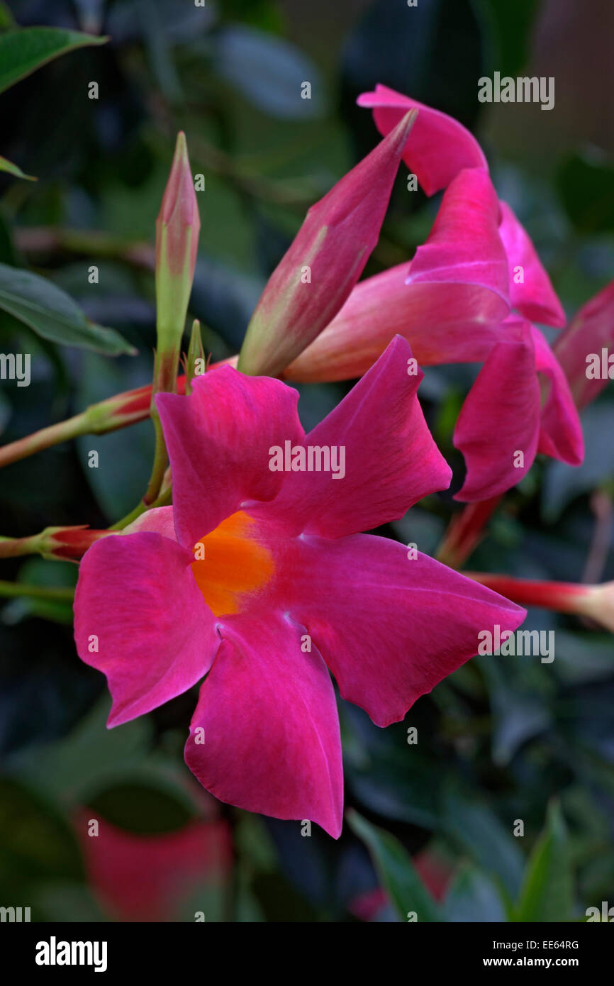Mandevilla (Mandevilla sp Stock Photo - Alamy