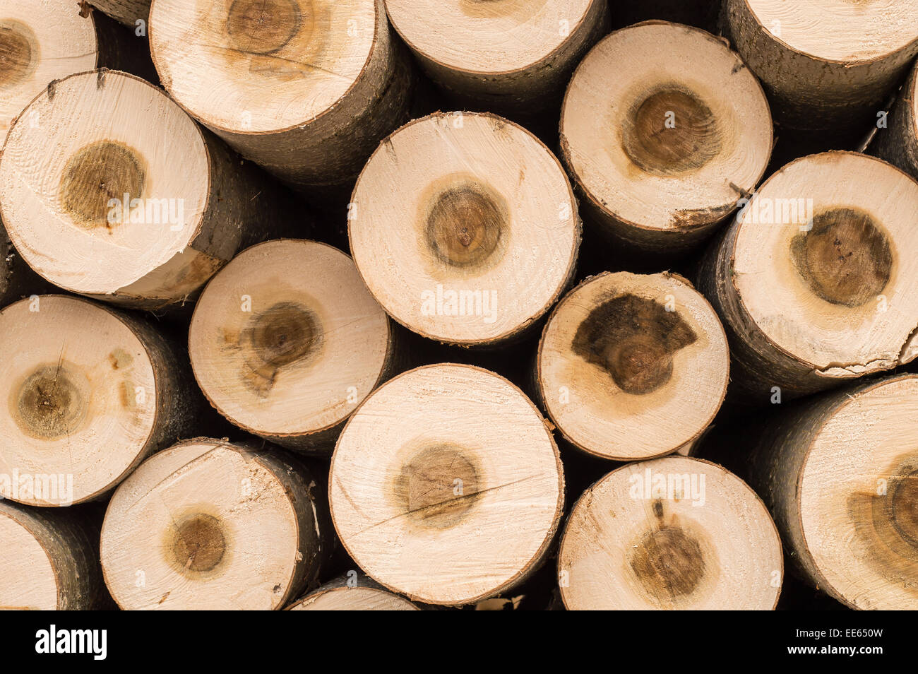 Poplar logs cut and stacked Stock Photo - Alamy