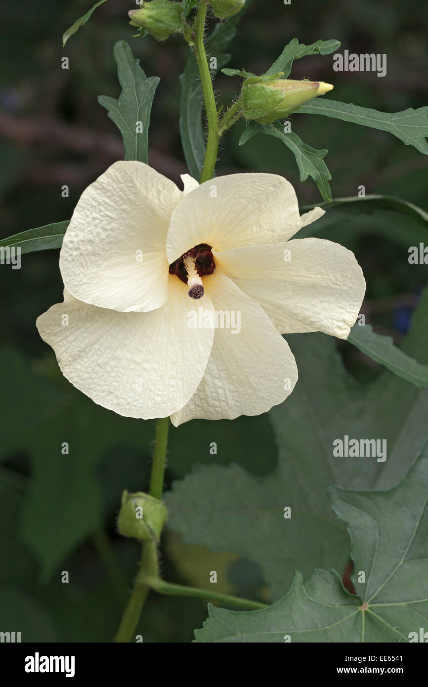 Aibika (Abelmoschus manihot Stock Photo - Alamy