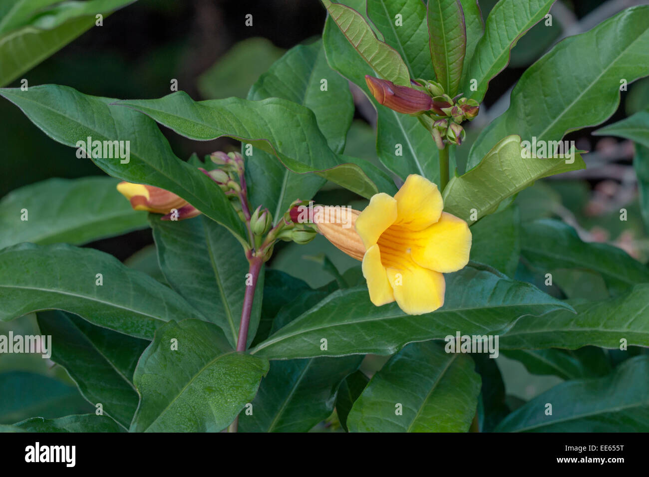 Allamanda flower hi-res stock photography and images - Alamy