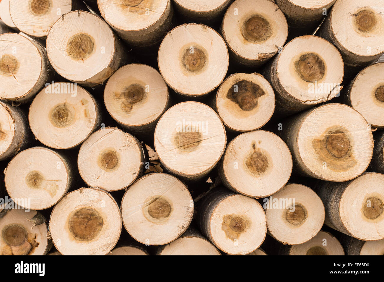 Cut poplar trees hi-res stock photography and images - Alamy