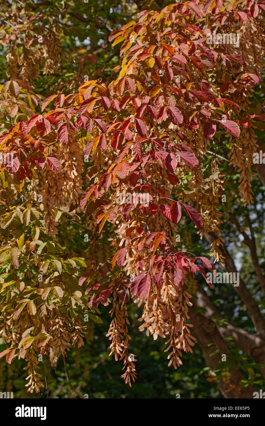Henrys maple hi-res stock photography and images - Alamy