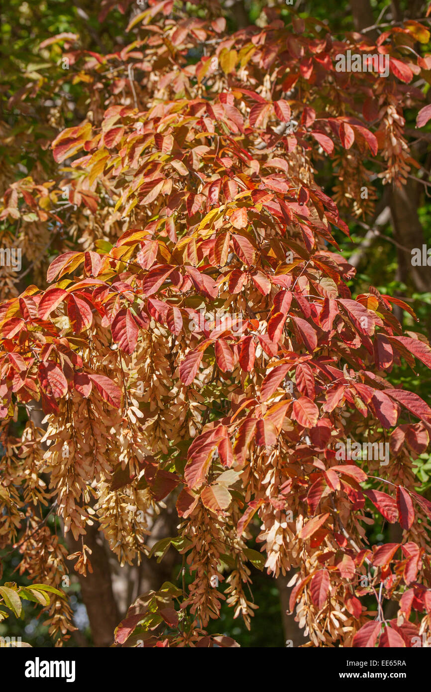 Acer henryi hi-res stock photography and images - Alamy