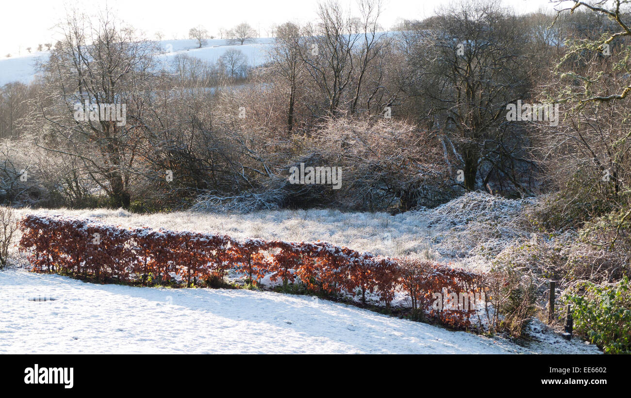 Garden hedge uk hi-res stock photography and images - Alamy