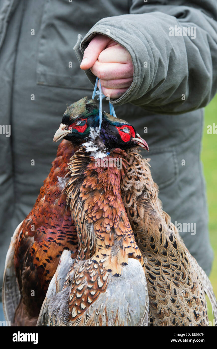 Ring Necked Pheasants High Resolution Stock Photography and Images - Alamy