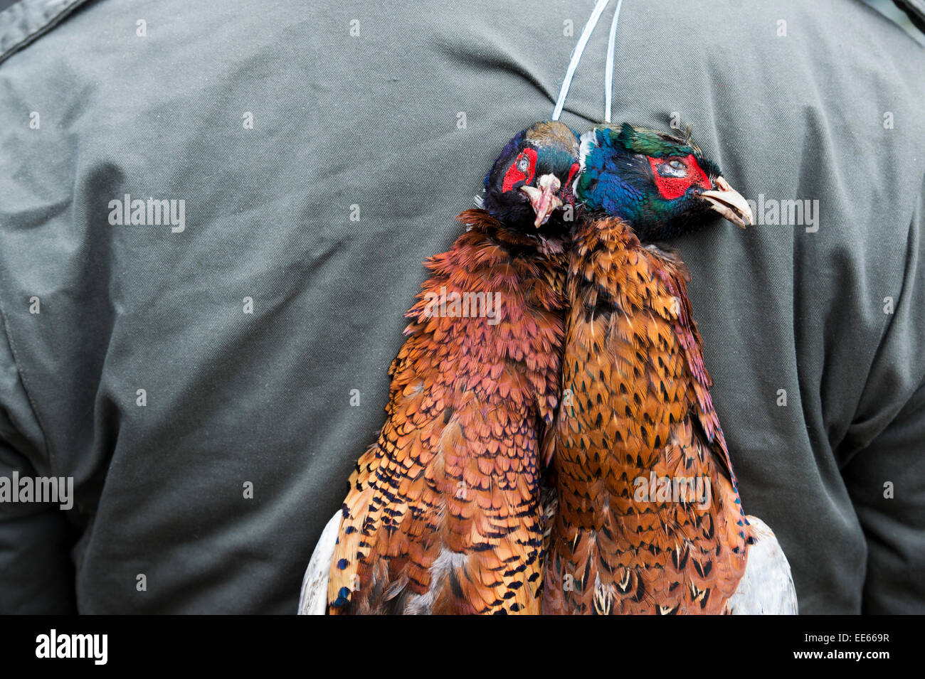 Man carrying shot pheasants Stock Photo - Alamy