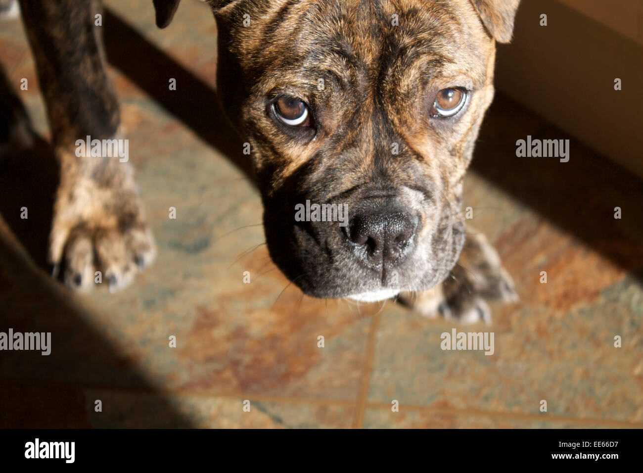 A guilty look tells us this puppy has done wrong Stock Photo - Alamy