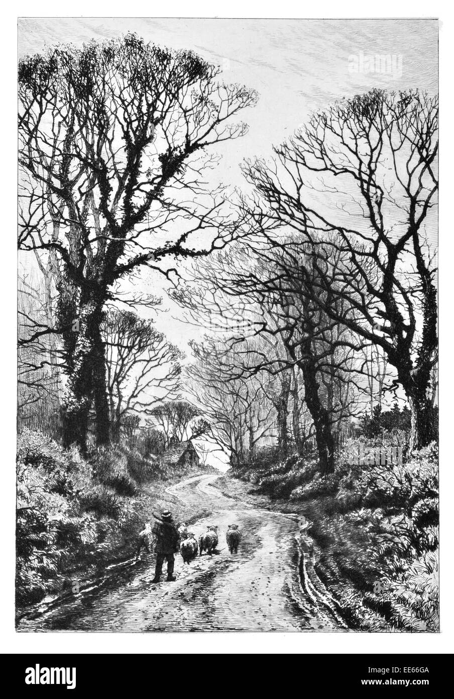 Frederick Albert Slocombe A Middlesex Lane country shepherd sheep lamb ...