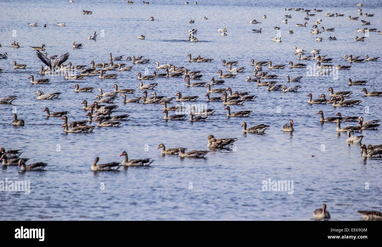 Joysagar tank hi-res stock photography and images - Alamy
