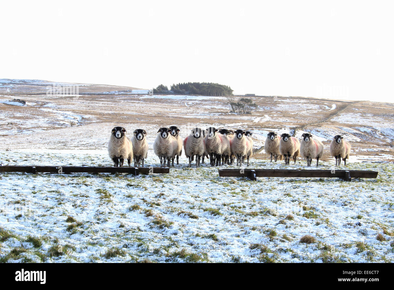 hungry sheep in snow Stock Photo - Alamy