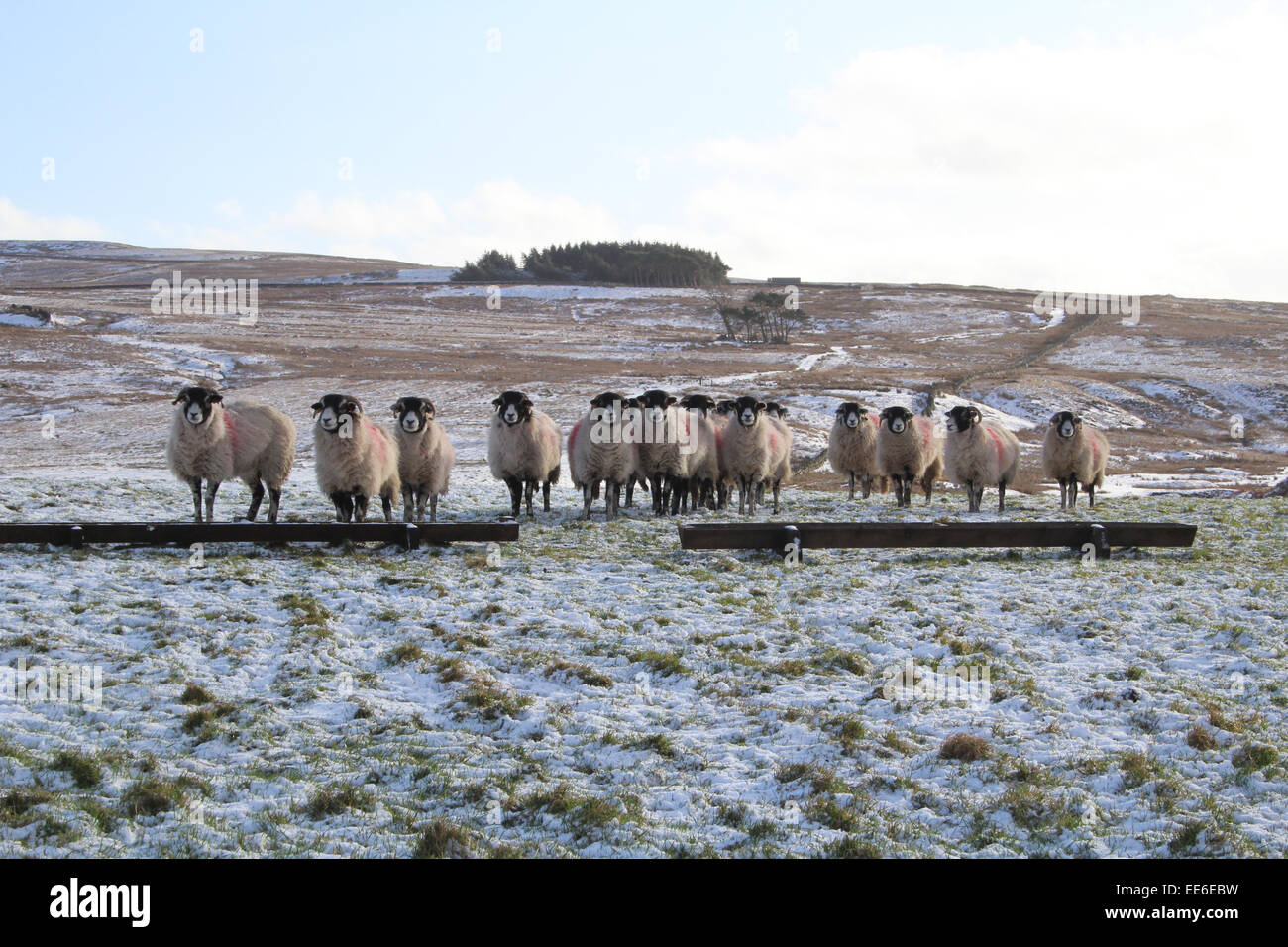 hungry sheep in snow Stock Photo - Alamy