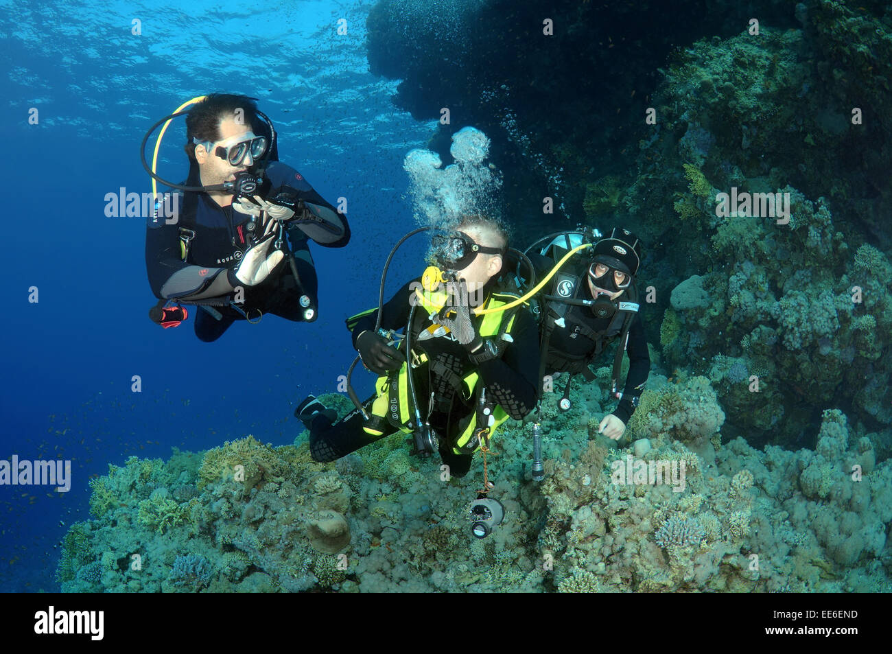 Three divers signs communicate under water, Red Sea; Egypt; Africa ...