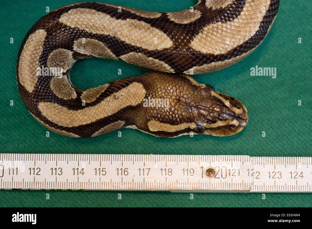 Dresden, Germany. 14th Jan, 2015. The 1, 22 metre ball python 'Peter ...