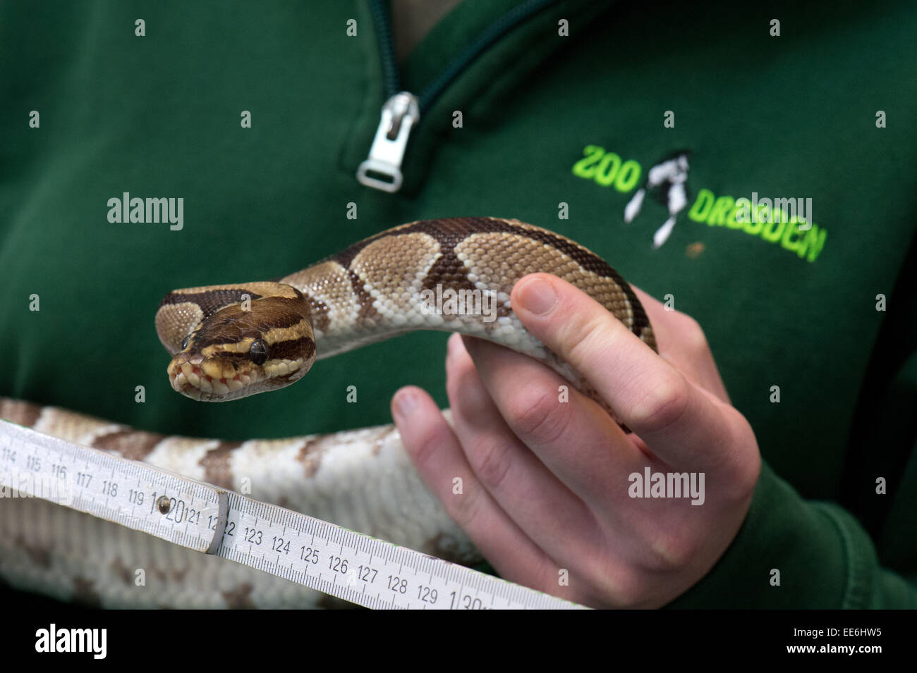 Dresden, Germany. 14th Jan, 2015. The 1, 22 metre ball python 'Peter ...