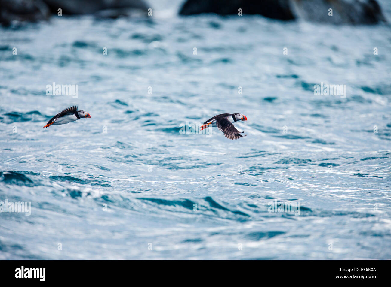 Puffins flying over water, Iceland Stock Photo - Alamy