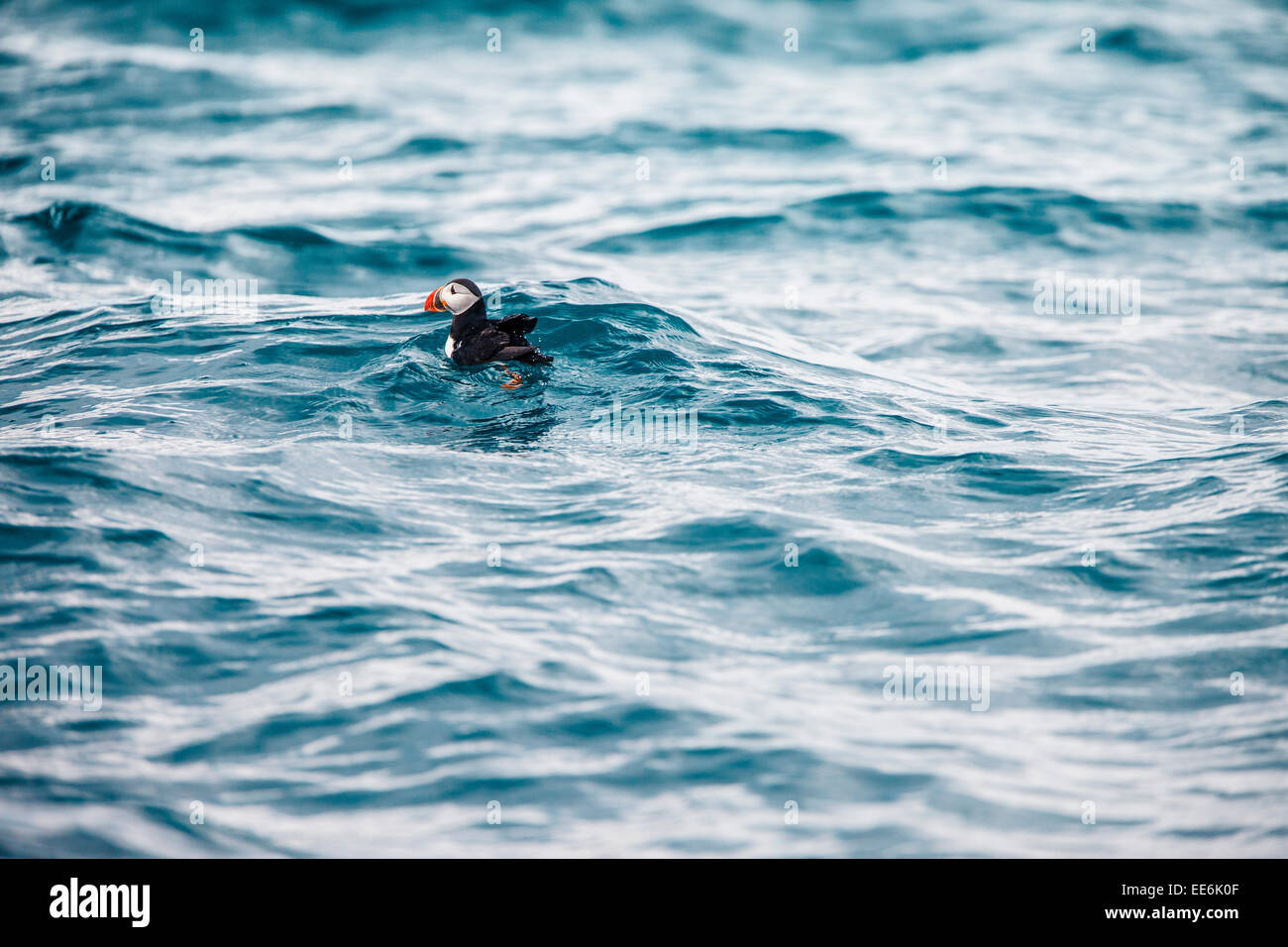 Atlantic puffin swimming hi-res stock photography and images - Alamy