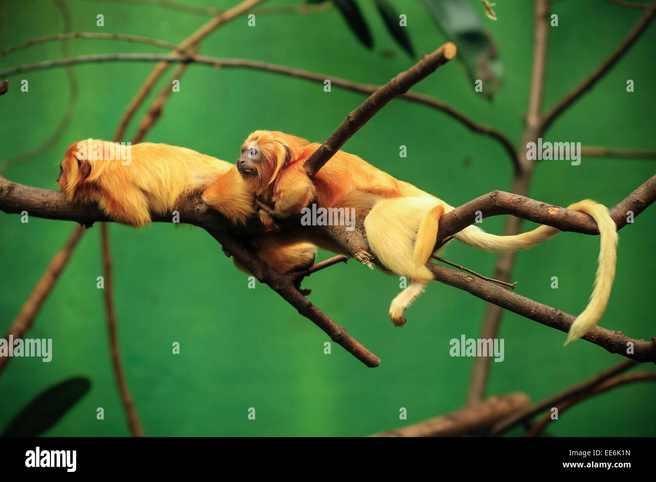 Two monkeys laying on the tree branch Stock Photo - Alamy
