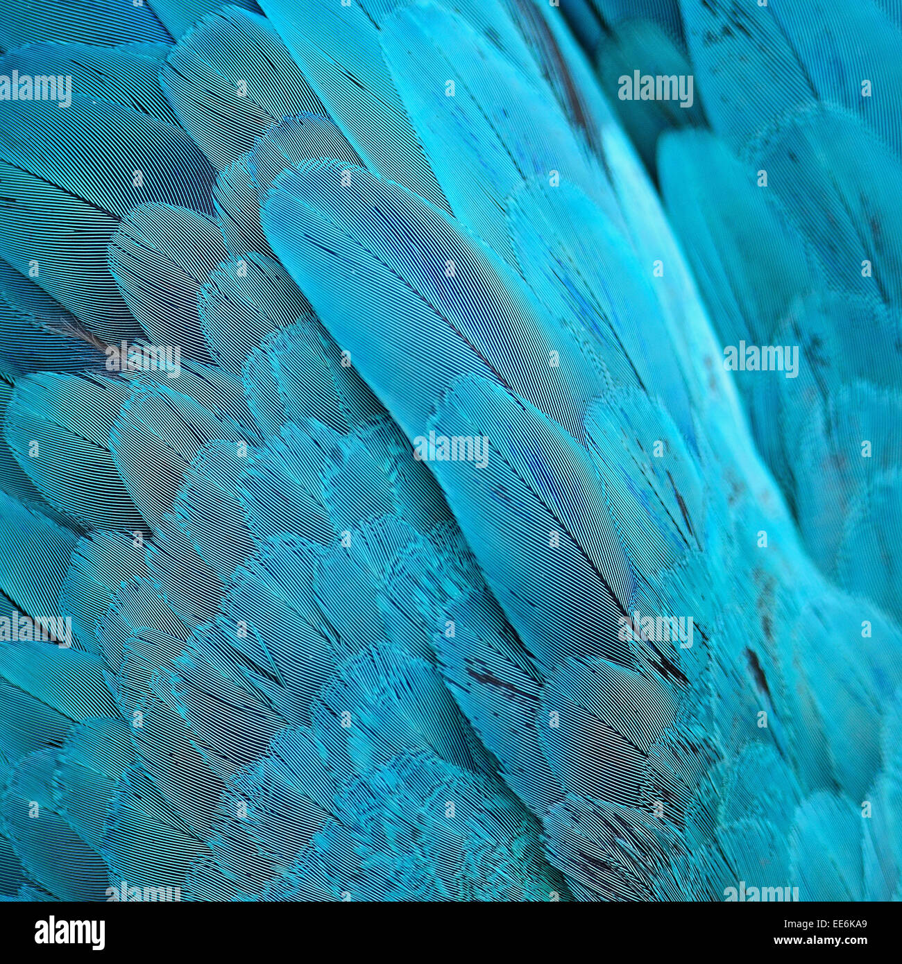 Parrot macaw pattern hi-res stock photography and images - Alamy