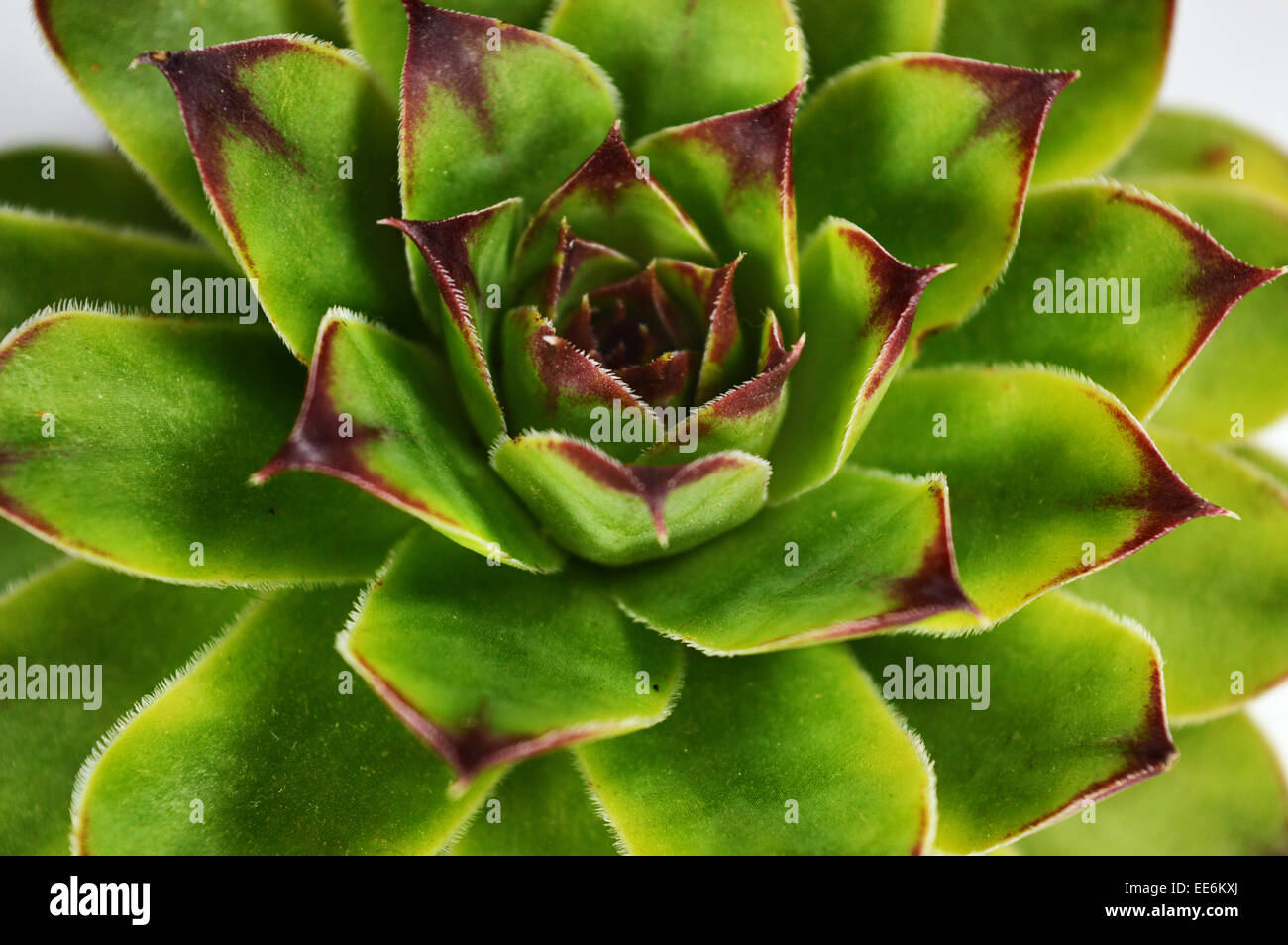 Cactus succulent crassulaceae hi-res stock photography and images - Alamy