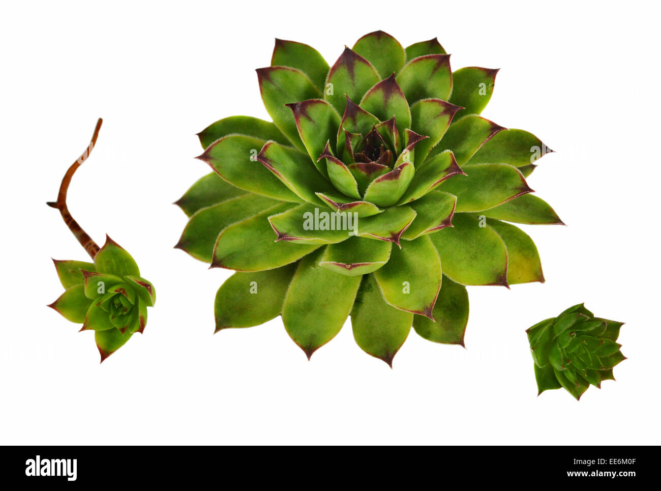 Crassulaceae succulent flower Stock Photo - Alamy