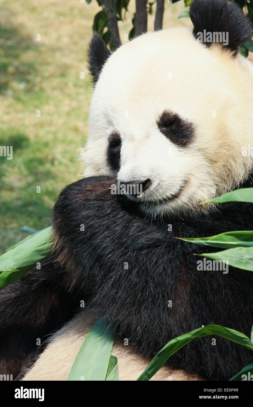 Panda eating bamboo Stock Photo - Alamy