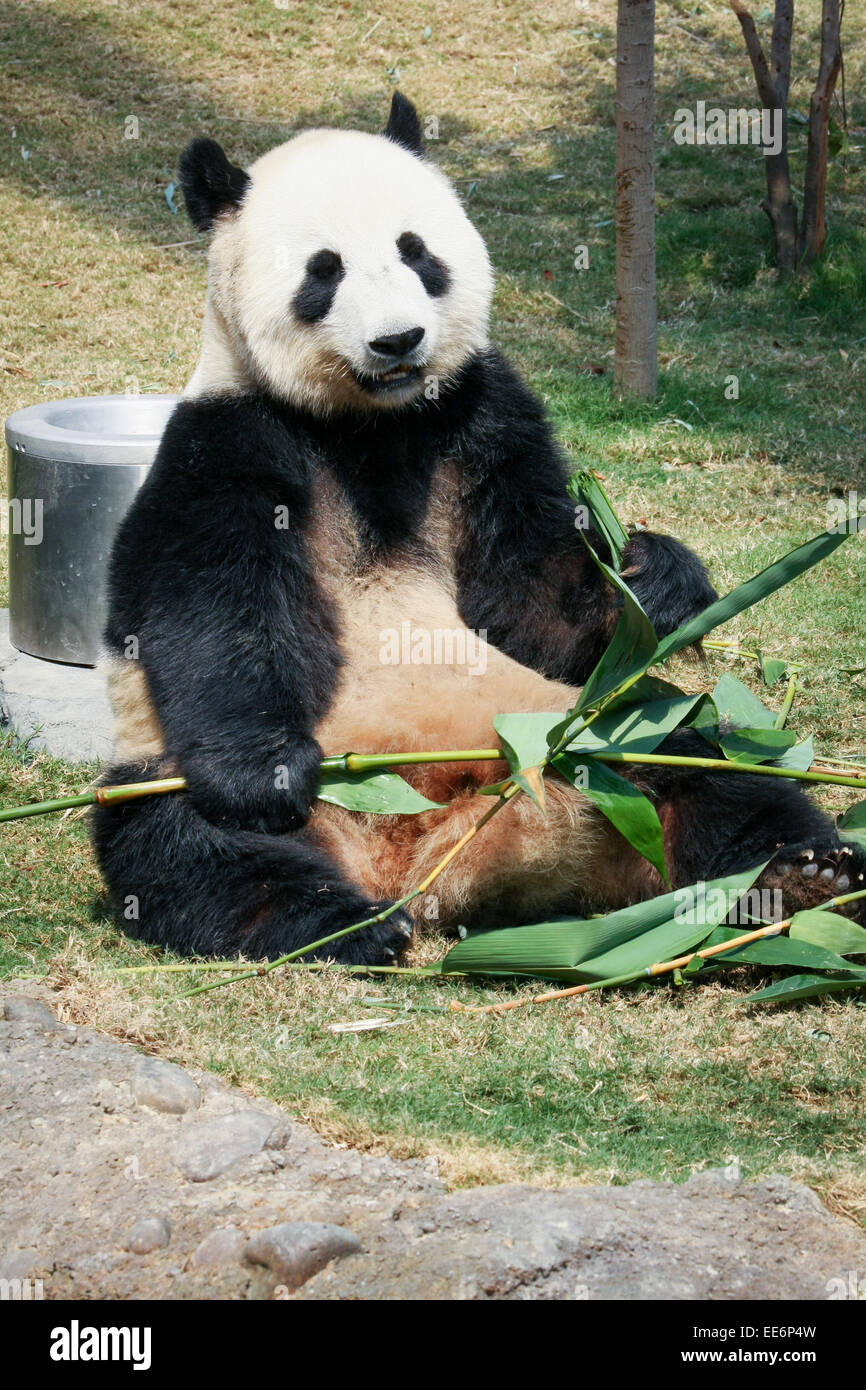 Panda sitting grass hi-res stock photography and images - Alamy