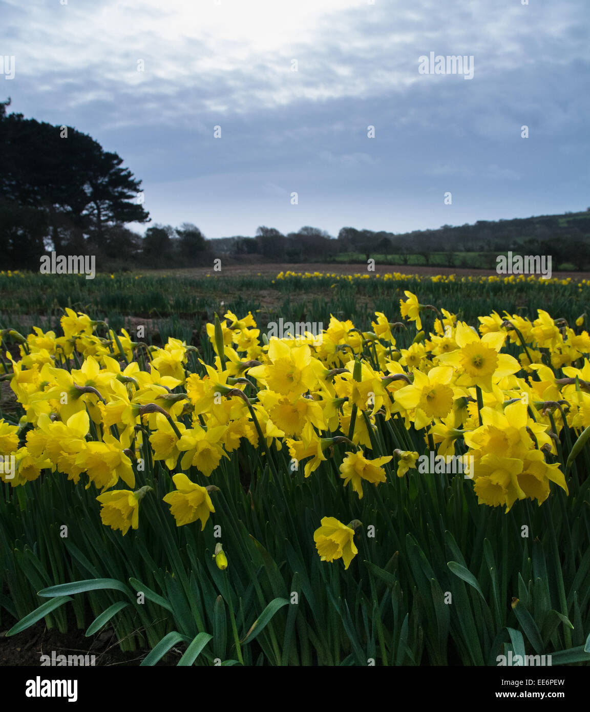 Cornish farms hi-res stock photography and images - Alamy