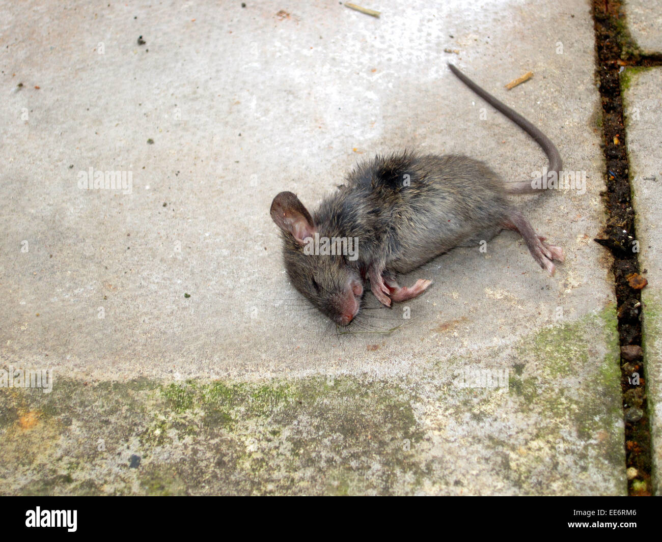 Dead mouse concrete floor hi-res stock photography and images - Alamy