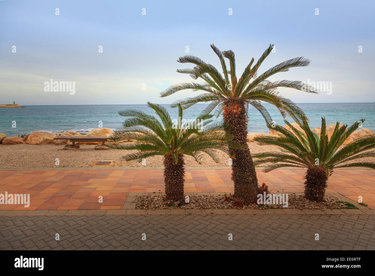 3 palm trees hi-res stock photography and images - Alamy