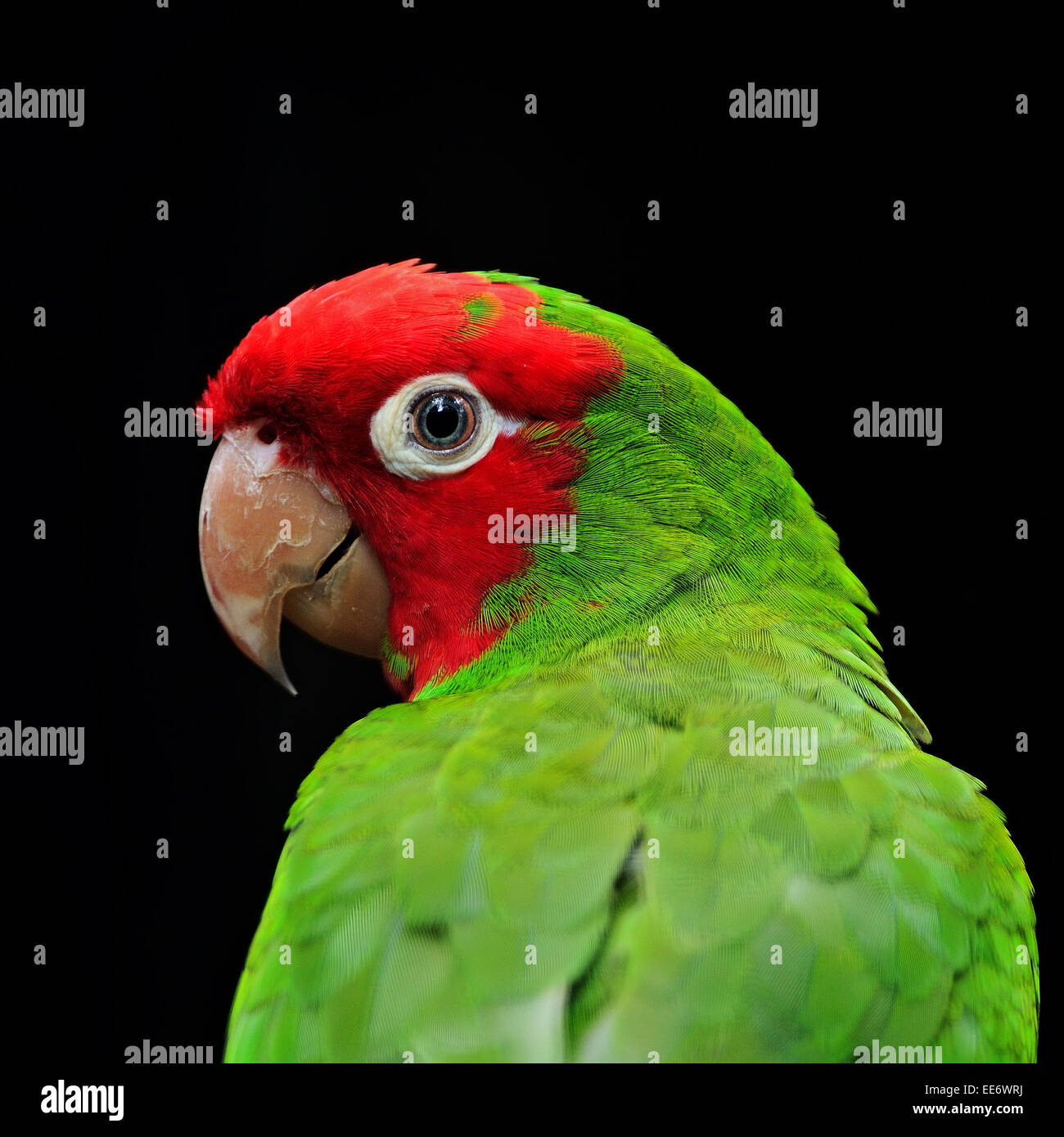 Red headed conure hi-res stock photography and images - Alamy