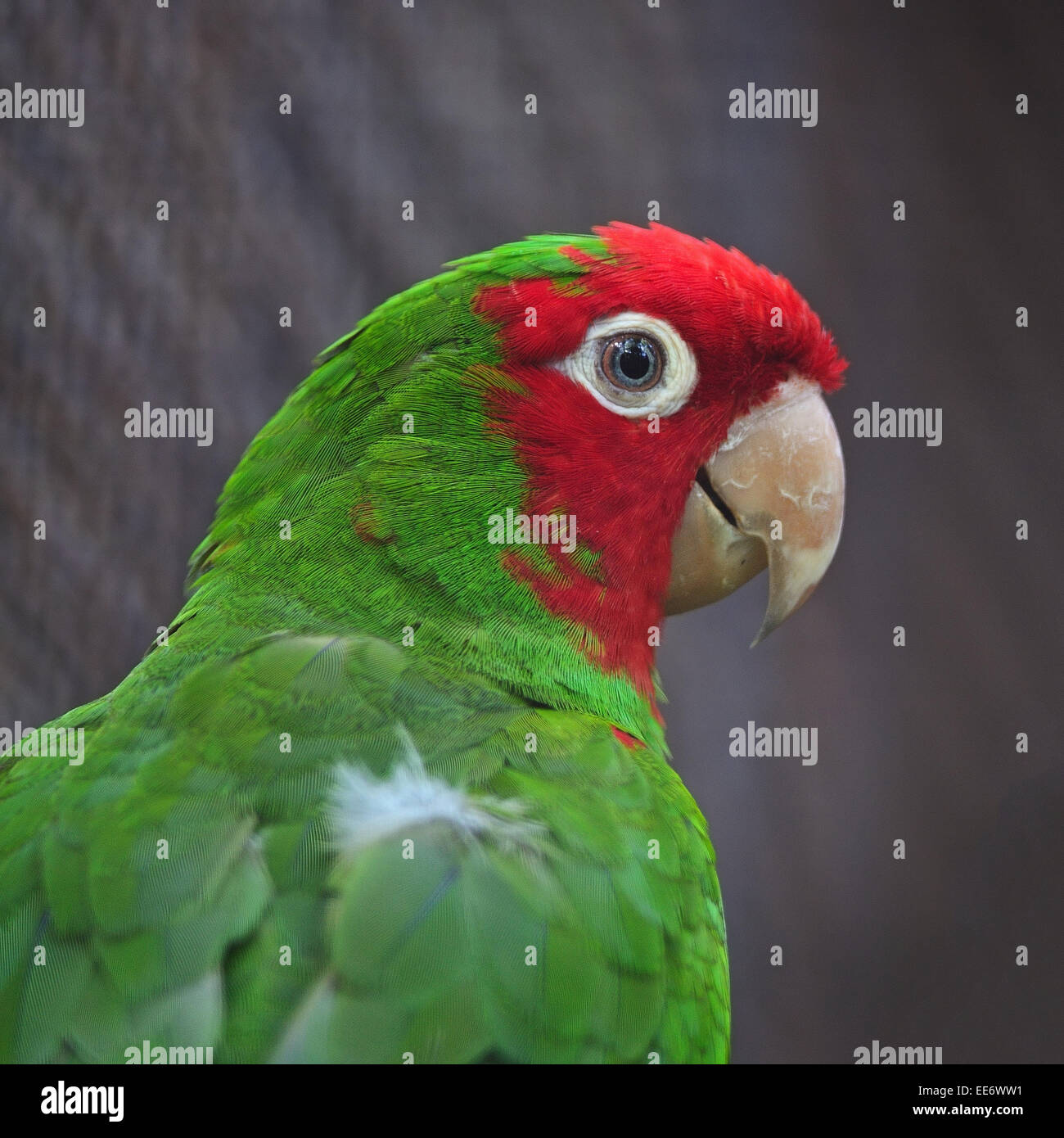 Colorful red conure cherry headed conure hi-res stock photography and ...