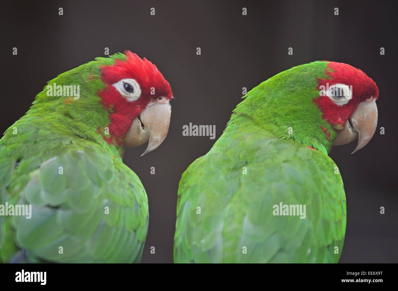 Colorful Red Masked Conure or Cherry-headed Conure (Aratinga ...