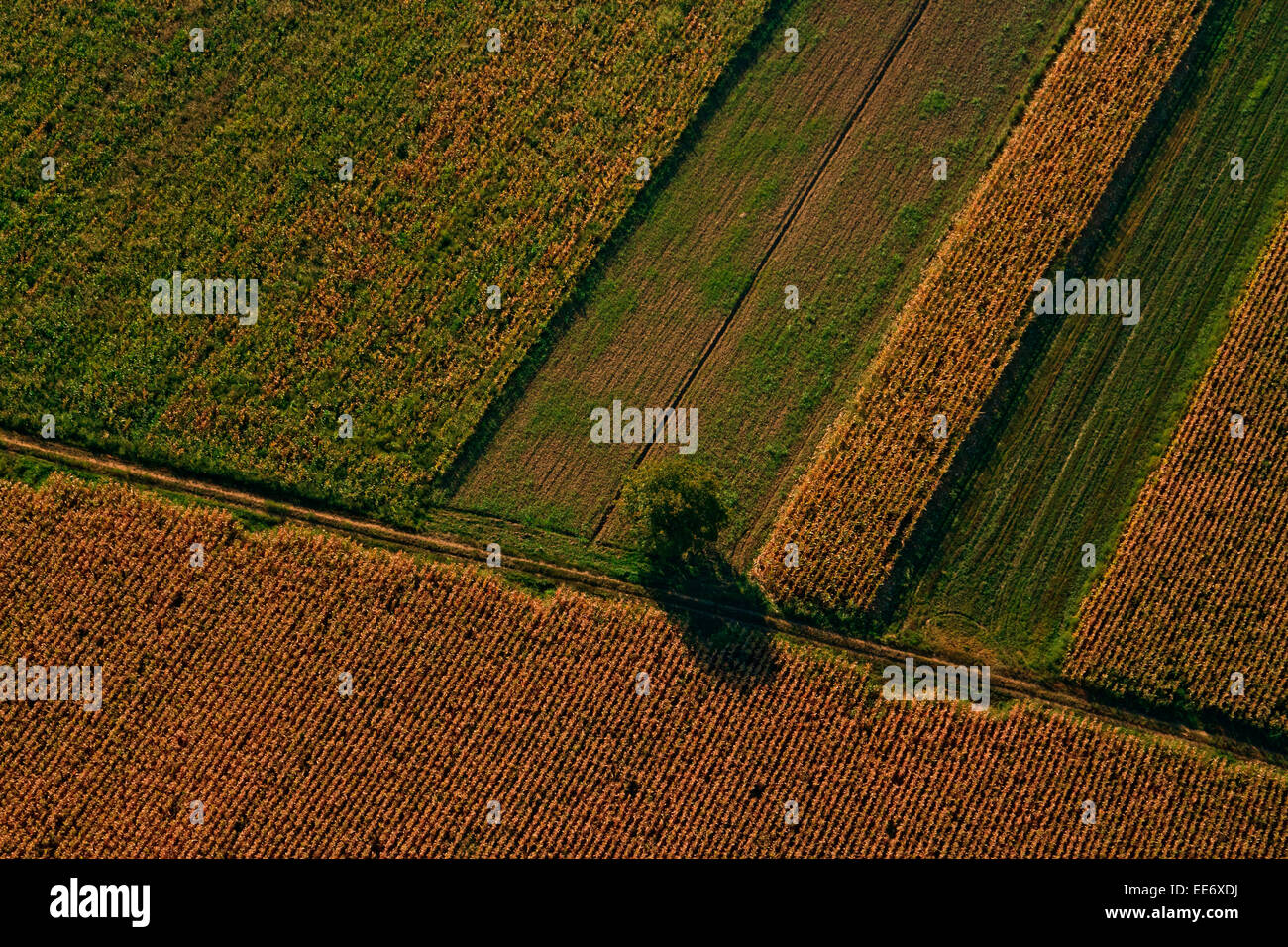 Aerial View, Field, Pattern, Growth, Agriculture Stock Photo - Alamy