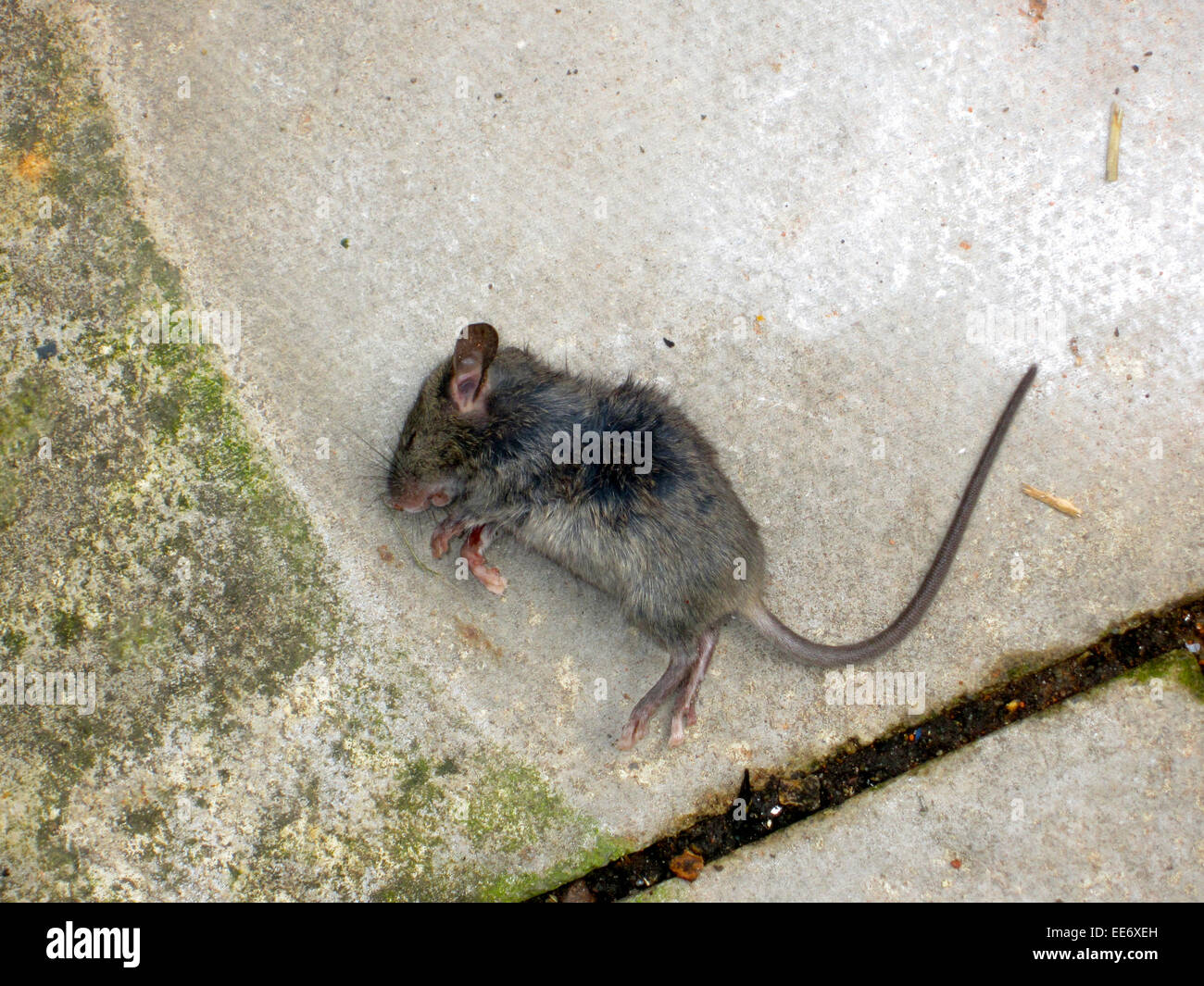 Wet mouse hi-res stock photography and images - Alamy