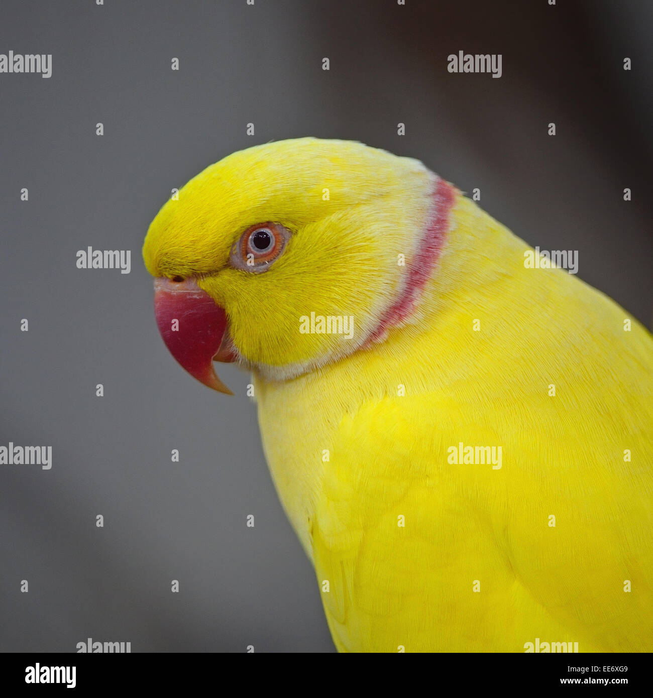 Yellow necked parrot hi-res stock photography and images - Alamy