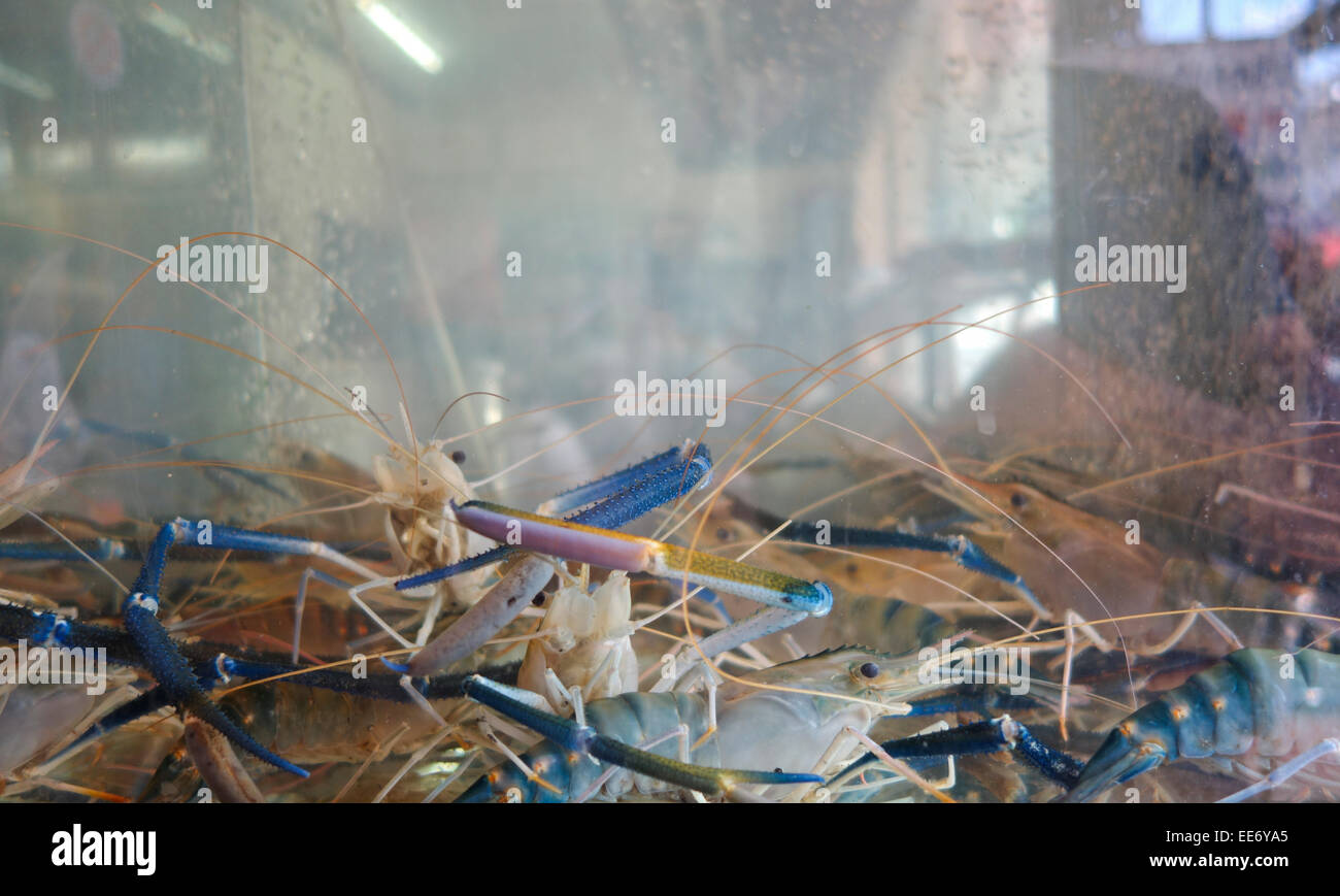 Live giant river prawns in tank, restaurant, Chinatown, Bangkok ...