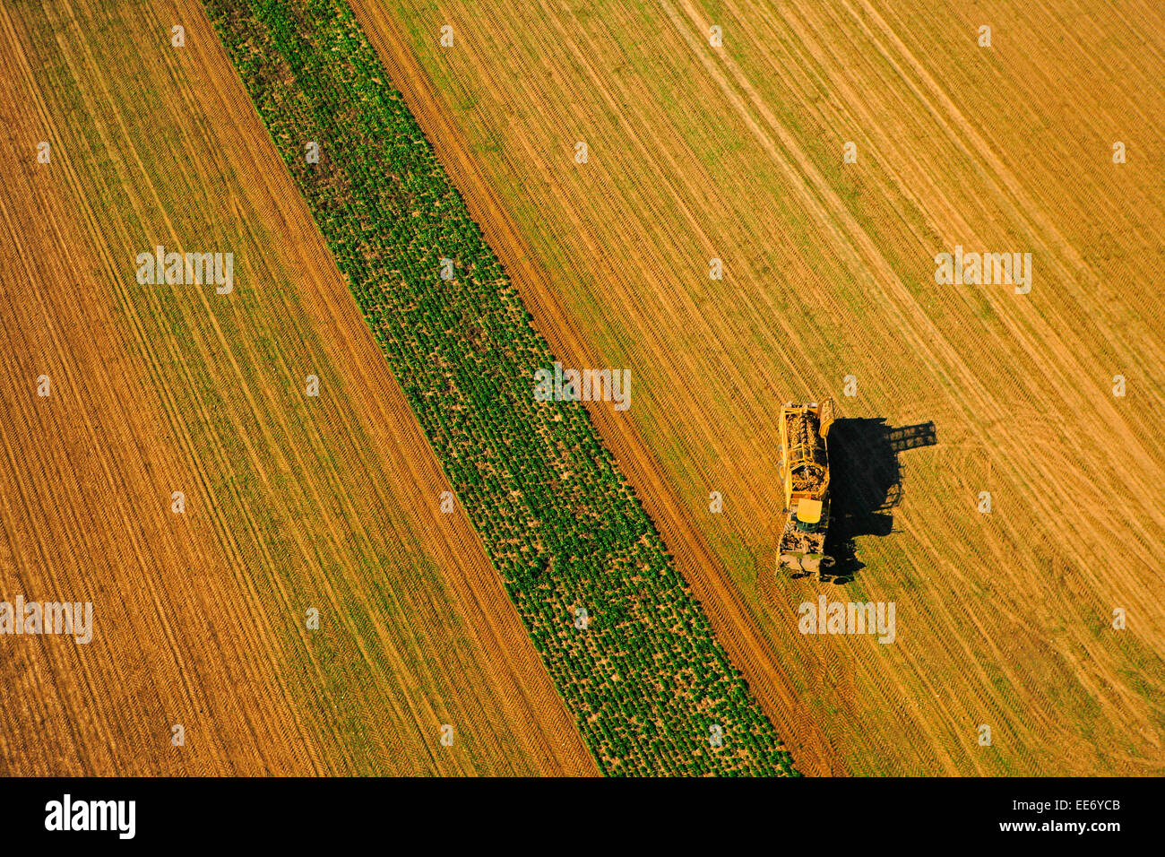 Aerial view of corn fields, Croatia Stock Photo - Alamy