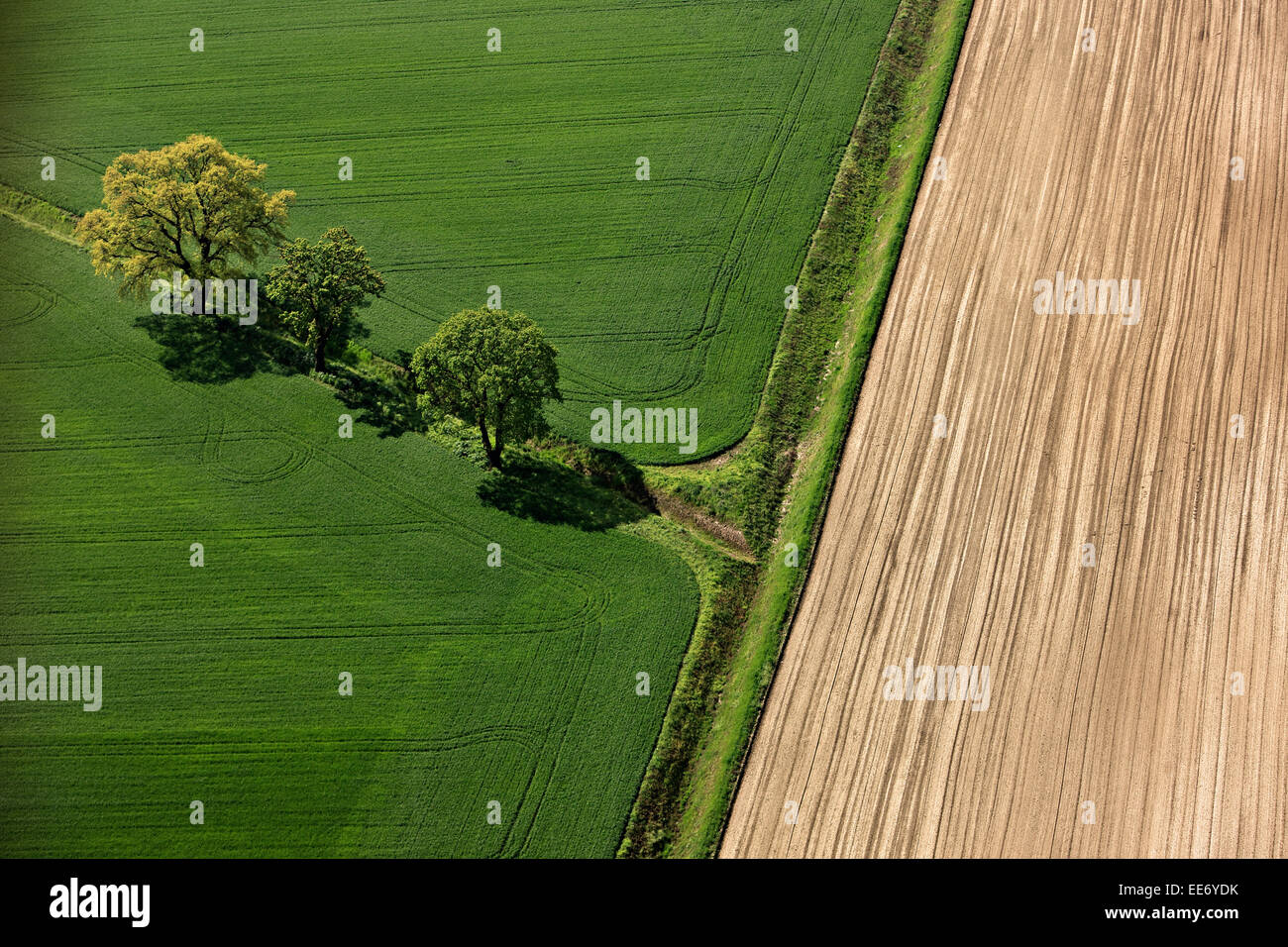 Aerial view of corn fields, Croatia Stock Photo - Alamy
