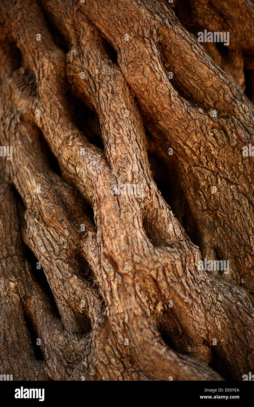 Olive tree bark hi-res stock photography and images - Alamy