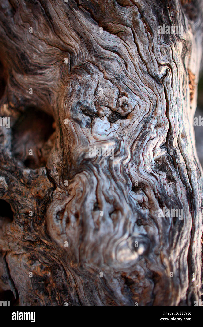 Bark of olive tree, close-up Stock Photo - Alamy