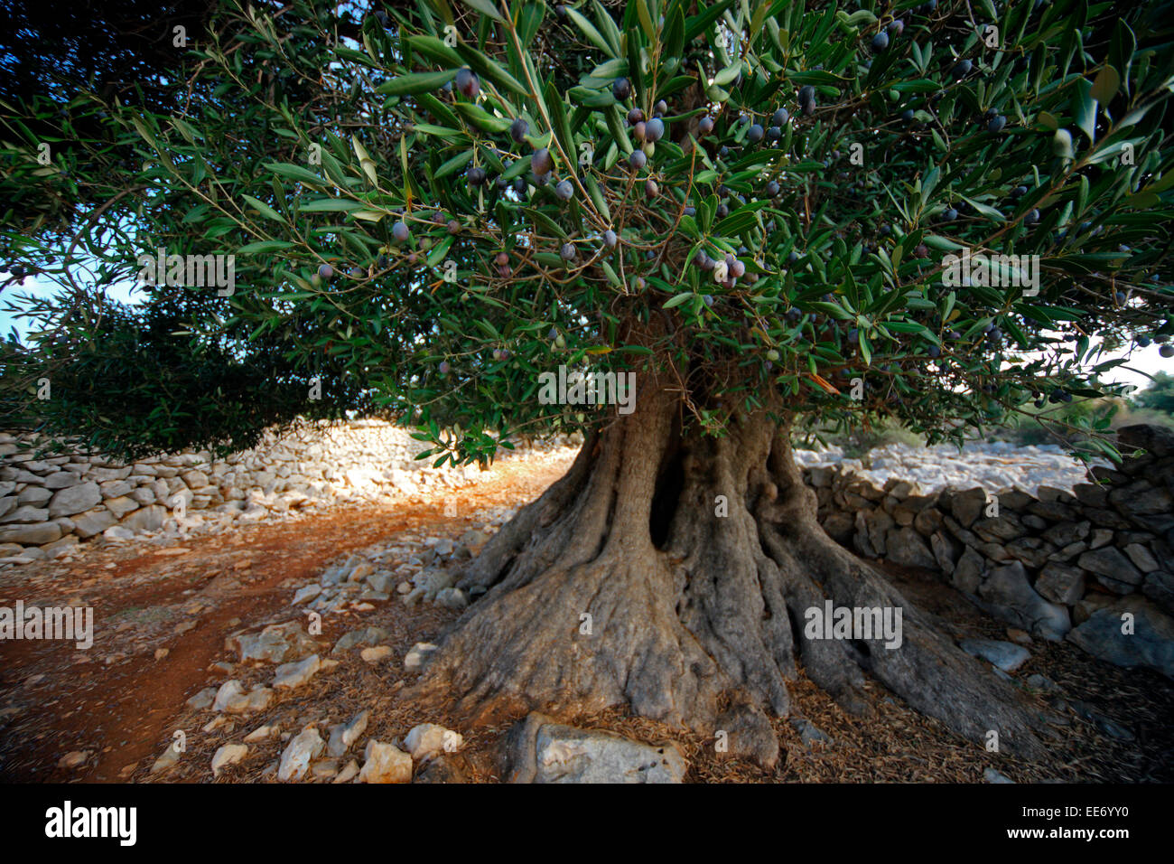 Ancient olive tree Stock Photo - Alamy