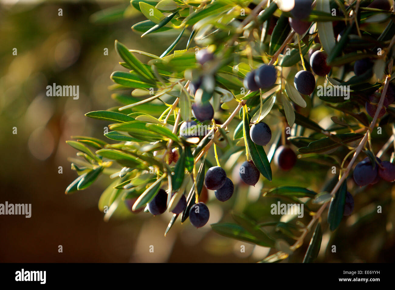 Olives growing on tree, close-up Stock Photo - Alamy