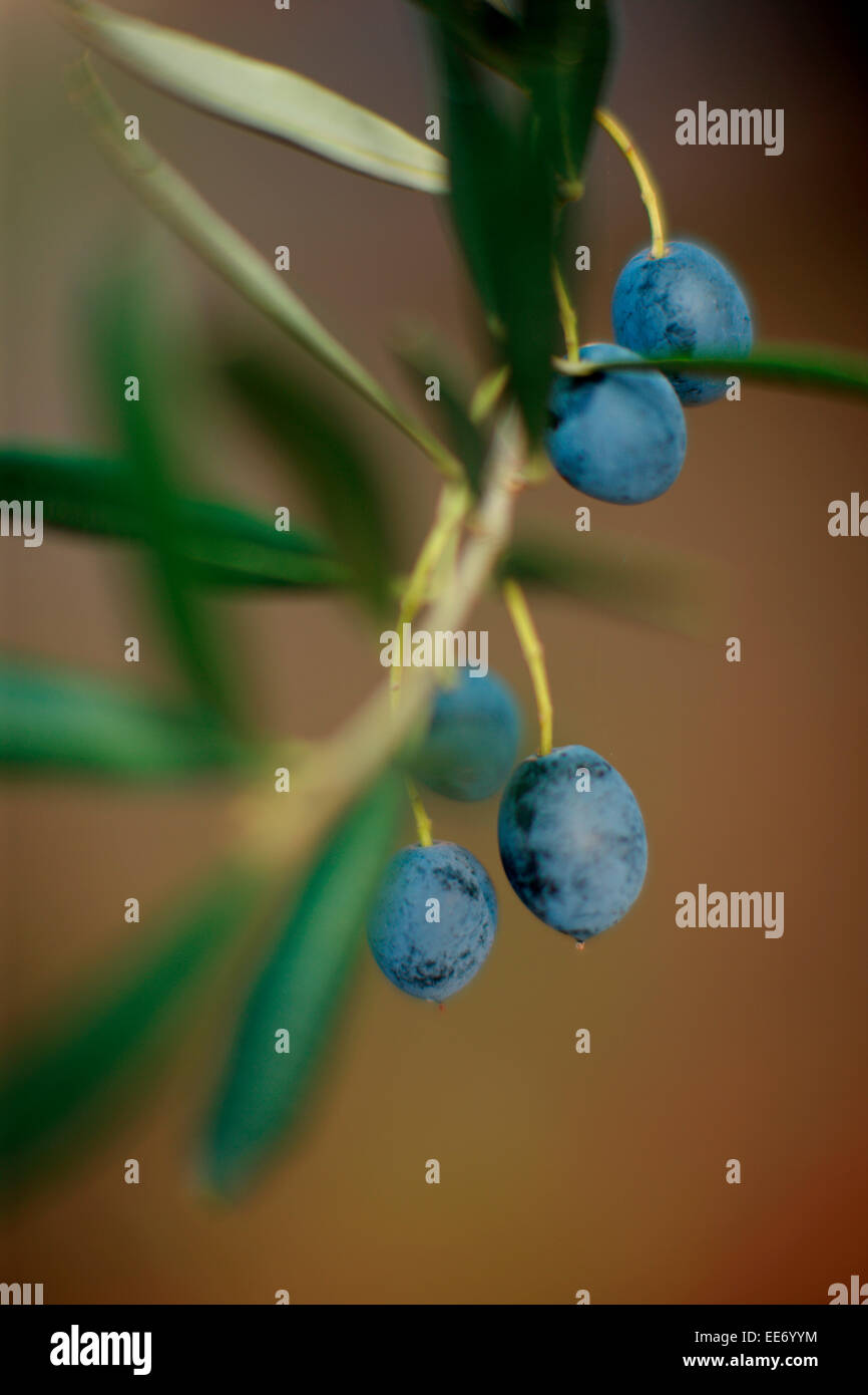 Olives growing on plant in olive grove hi-res stock photography and ...