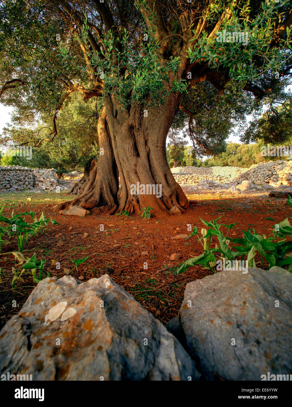 Ancient olive harvest hi-res stock photography and images - Alamy