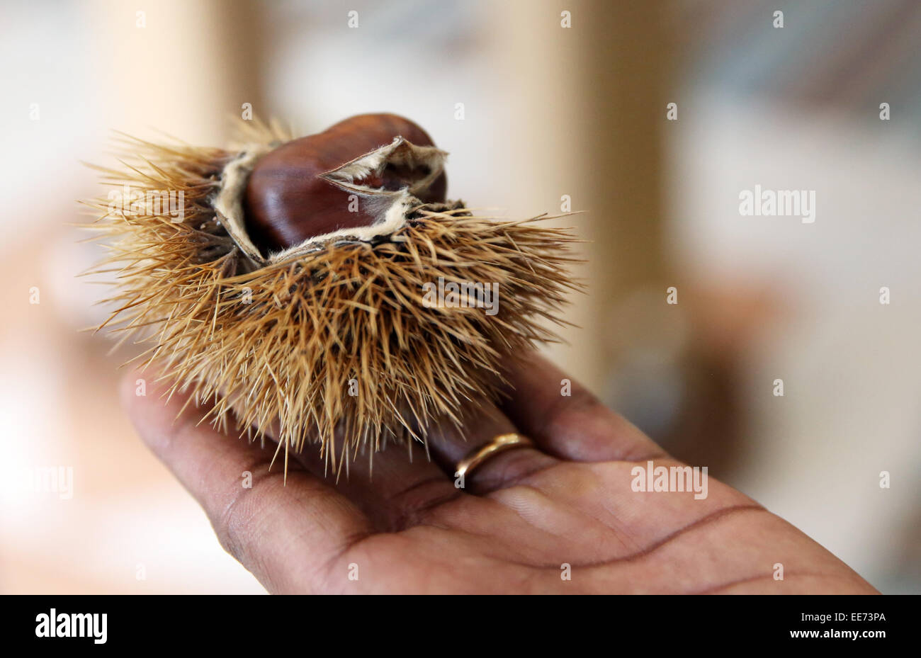Chest nut hi-res stock photography and images - Alamy