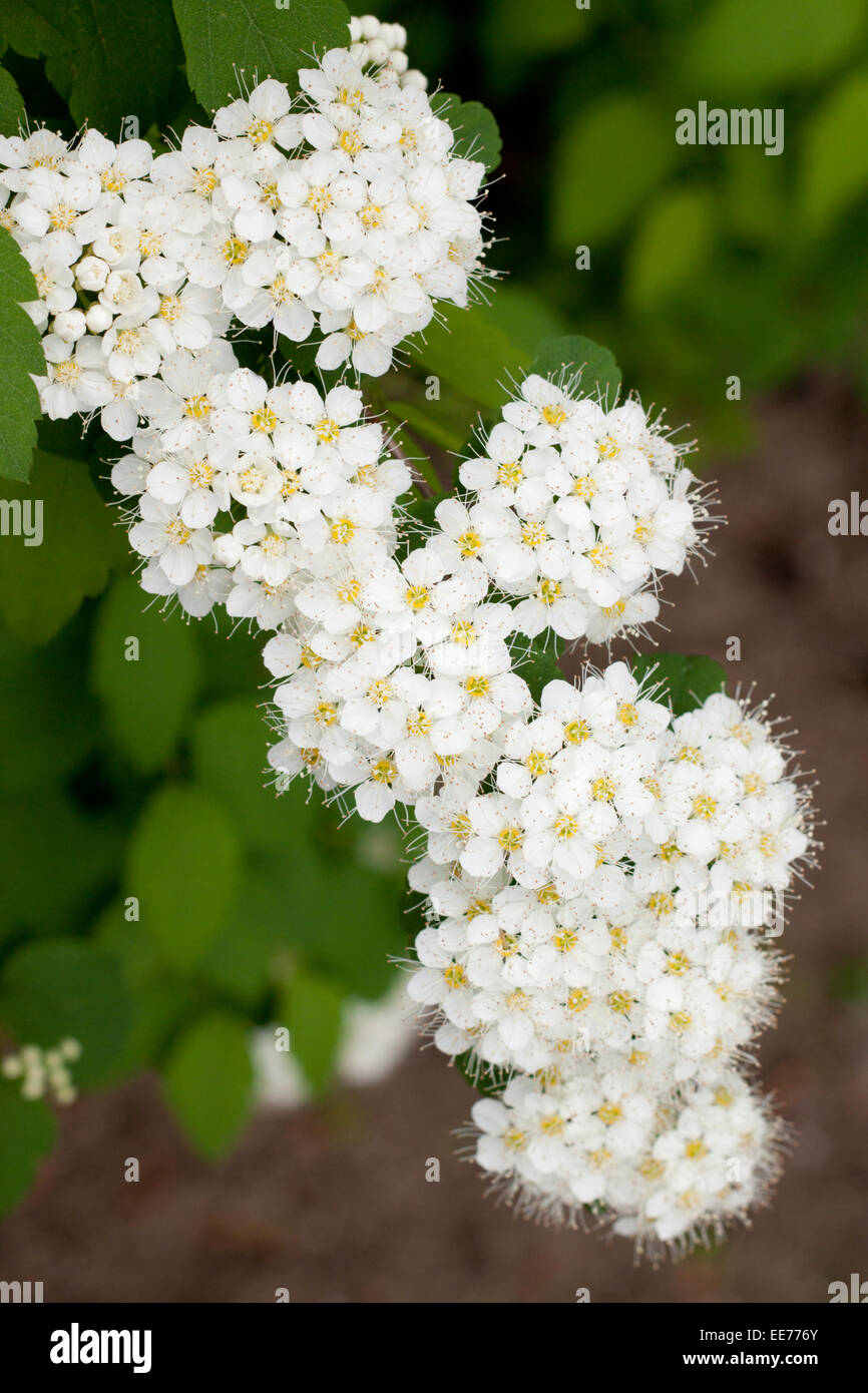 white Spirea in a garden Stock Photo - Alamy