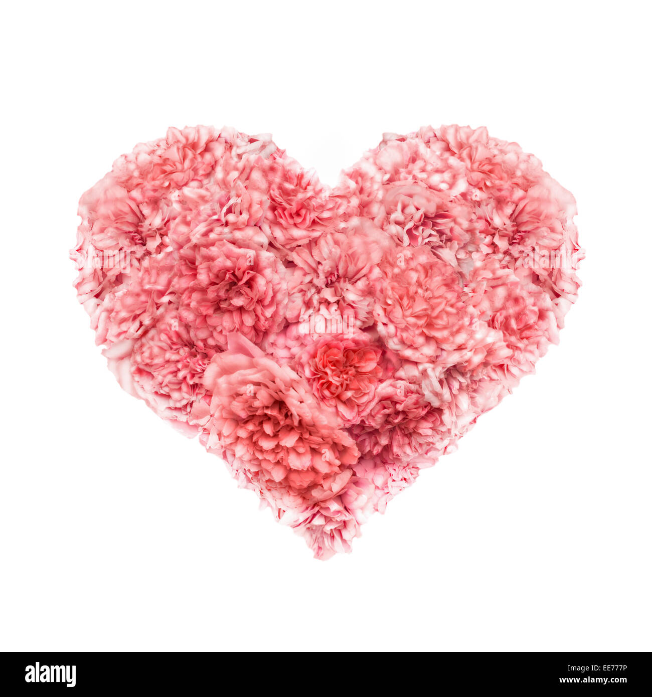 heart of pink roses Valentines Day on a white Stock Photo - Alamy